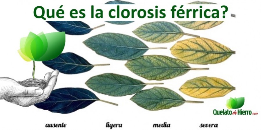 Qué es la clorosis férrica?